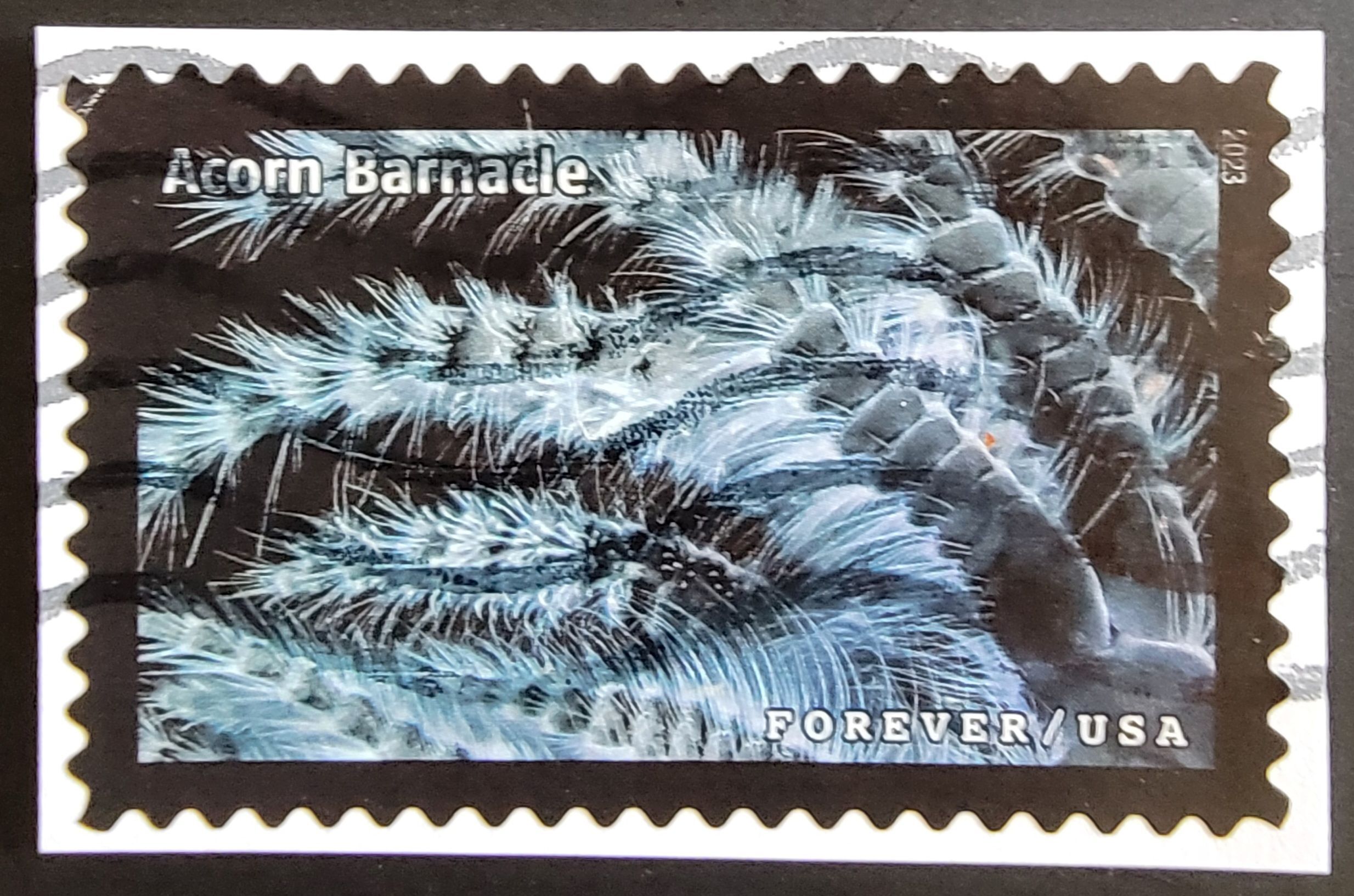 US 5802g (2023 Life Magnified - Acorn Barnacle) | United States ...