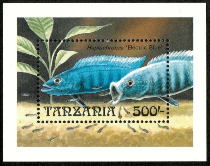 Tanzania 1991 - Electric Blue Cichlid, Fish - Souvenir Sheet - Scott ...