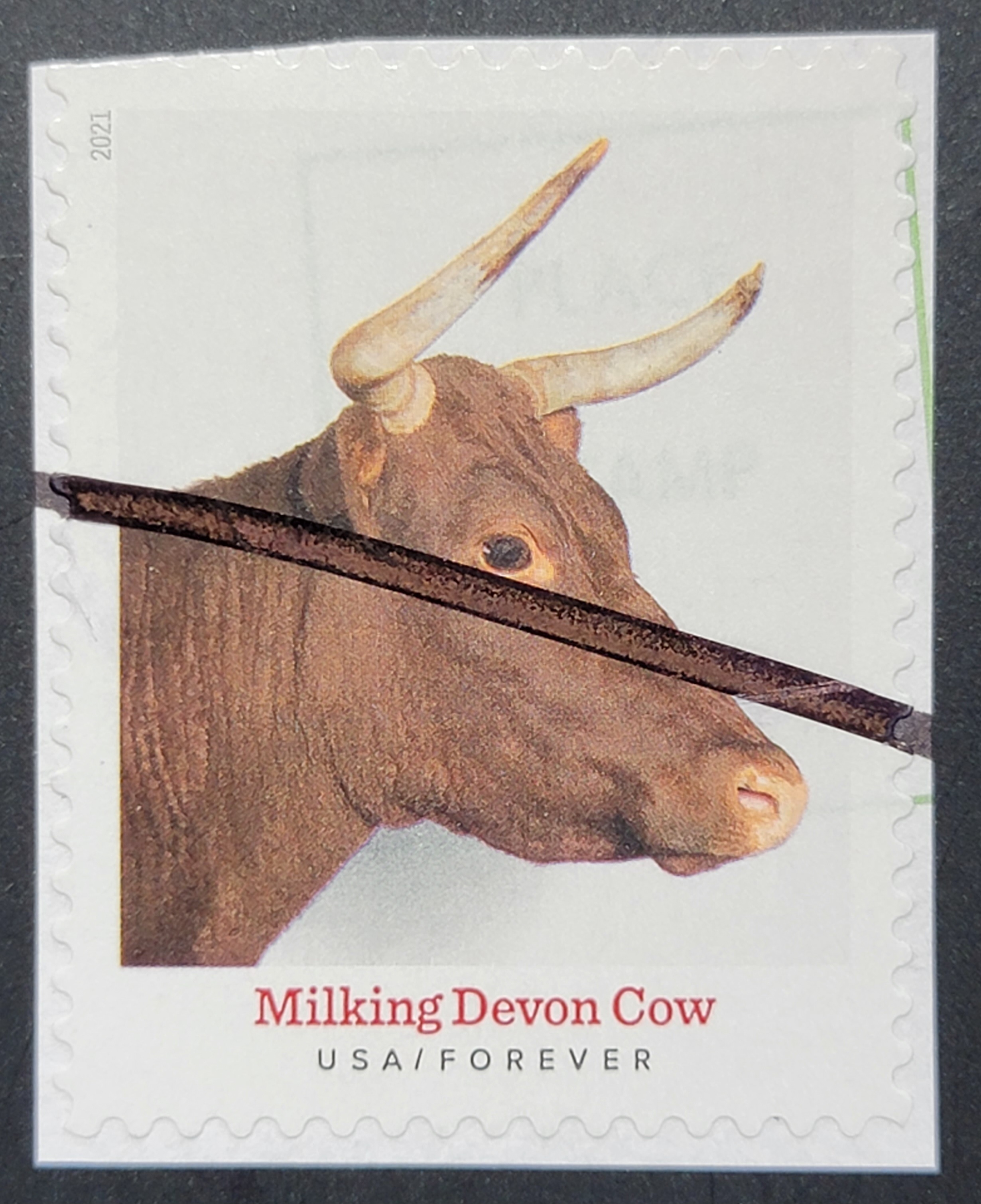 US 5585 (2021 Heritage Breeds - Milking Devon Cow) | United States ...
