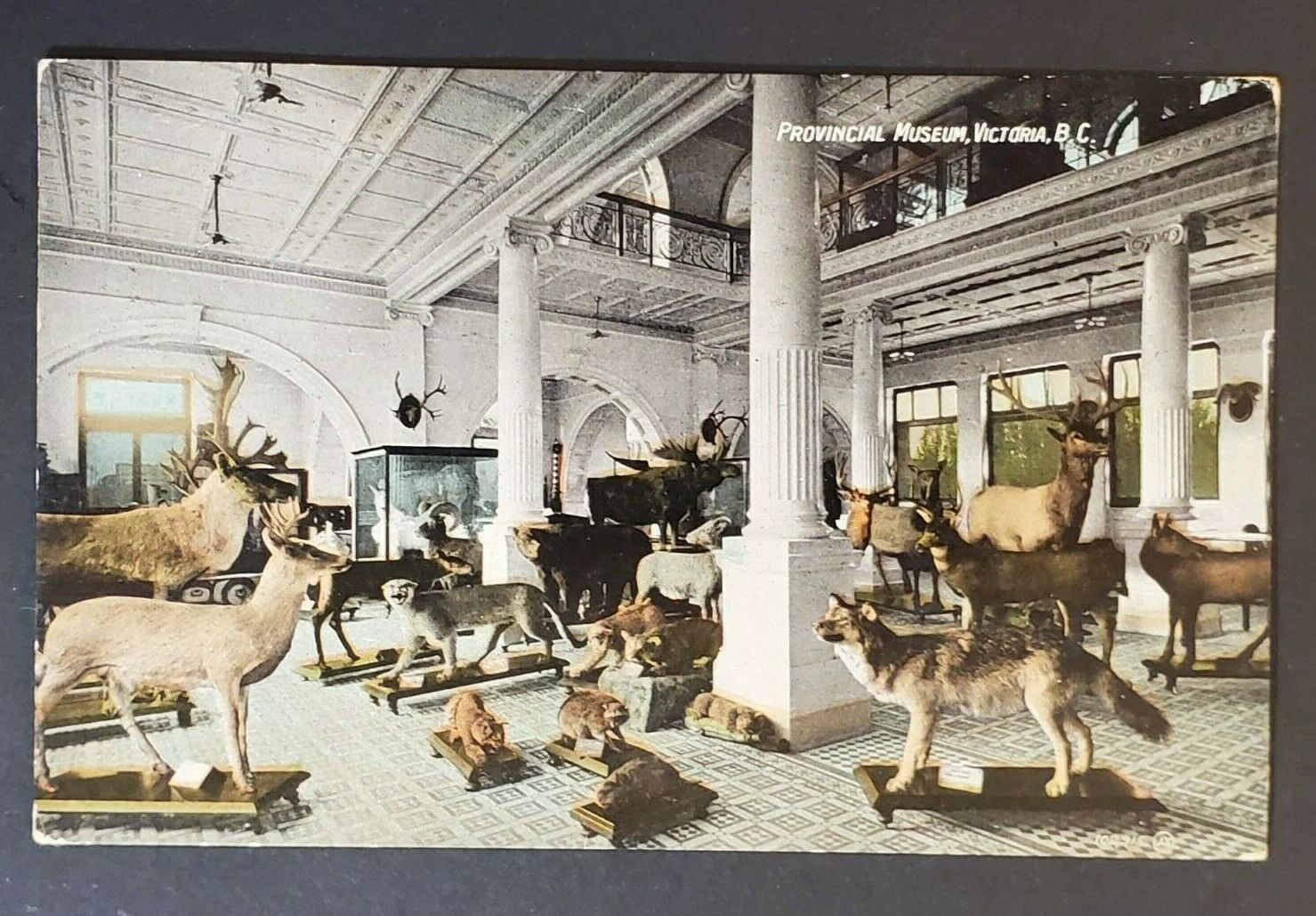 1910 Victoria to Port Haney British Columbia Canada Taxidermy Museum ...