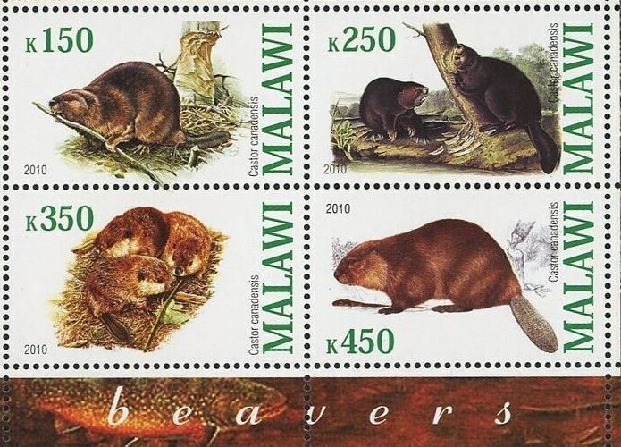 Beavers Stamp Wild Animal Castor Canadensis Souvenir Sheet of 4 Stamps ...