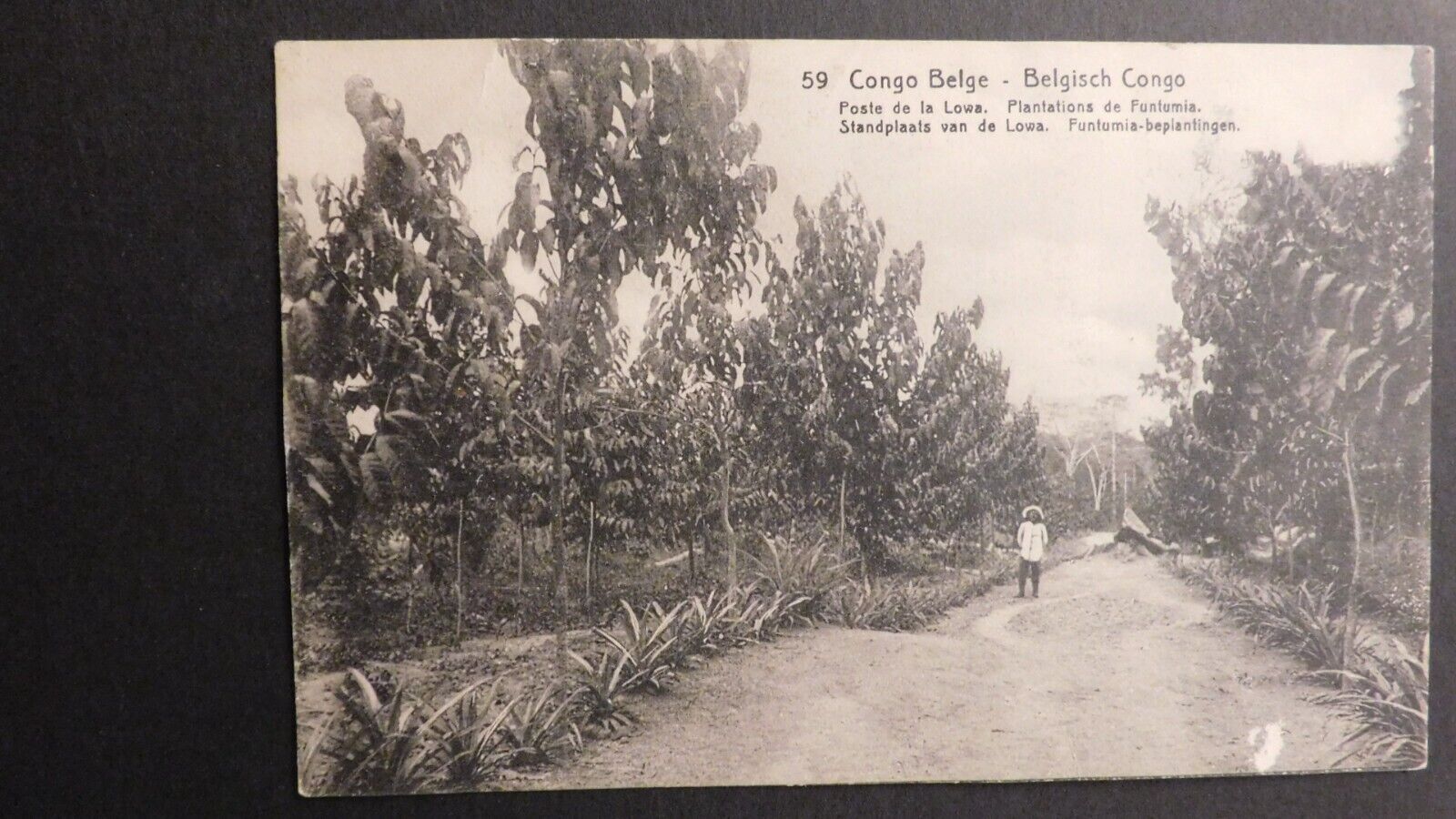 Mint Belgian Congo Postcard Plantations of Funtumia Rubber Trees ...