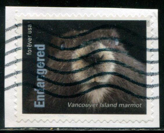 5799k US (63c) Endangered Species - Vancouver Marmot SA, used on paper ...