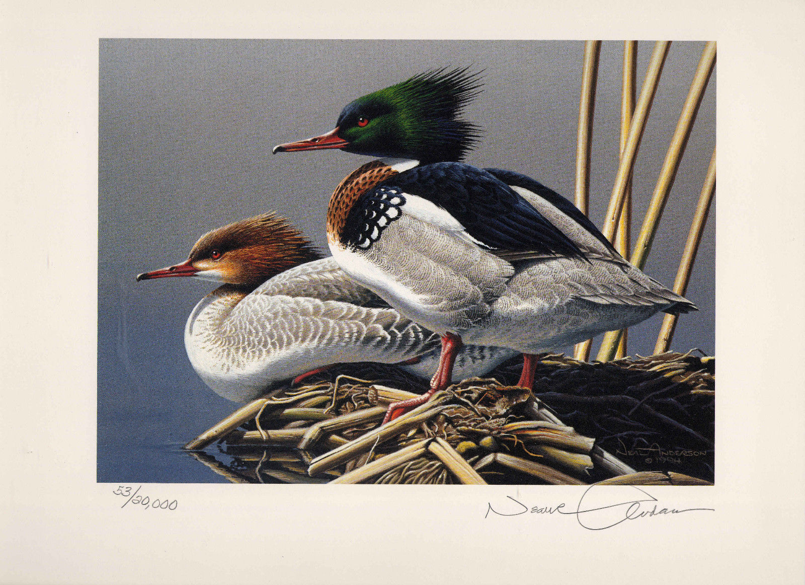 Rw61 1994 Federal Duck Stamp Print RED Breasted Merganser MED ED Neal ...