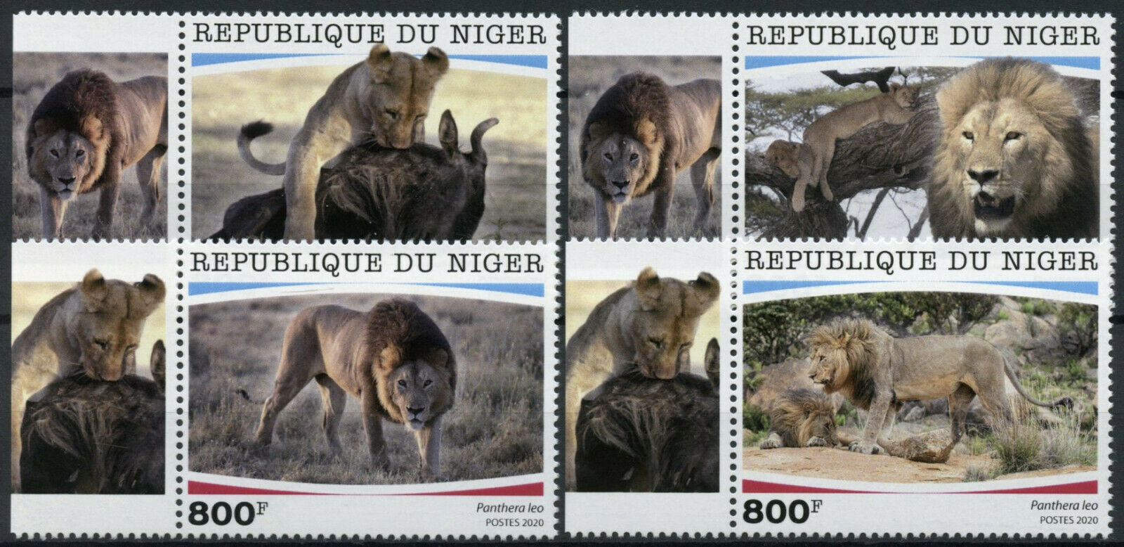 Niger Wild Animals Stamps 2020 MNH Lions Lion Big Cats Fauna 4v Set ...