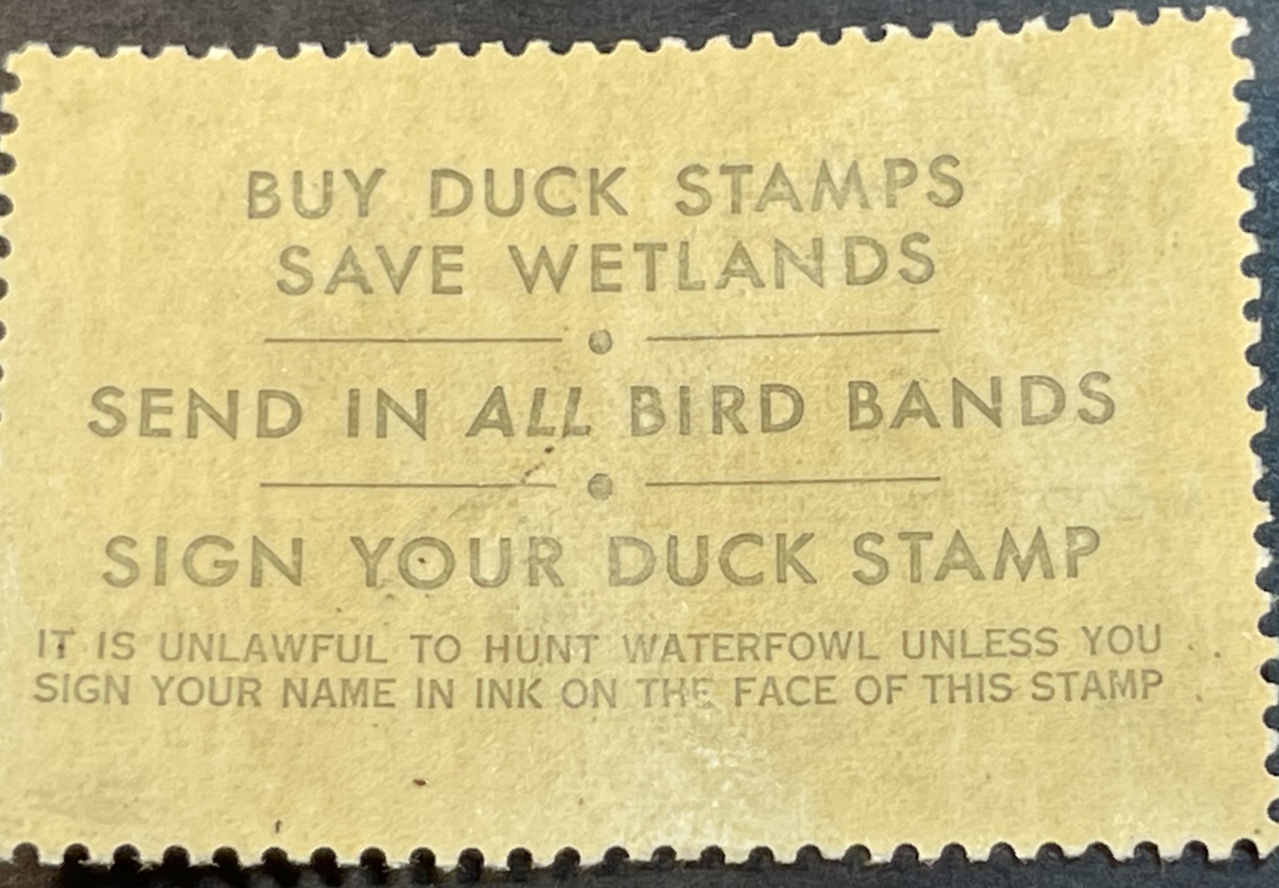 U.S.# Rw41-Mint/Never Hinged**---Federal Duck Stamp-Single---1974 ...