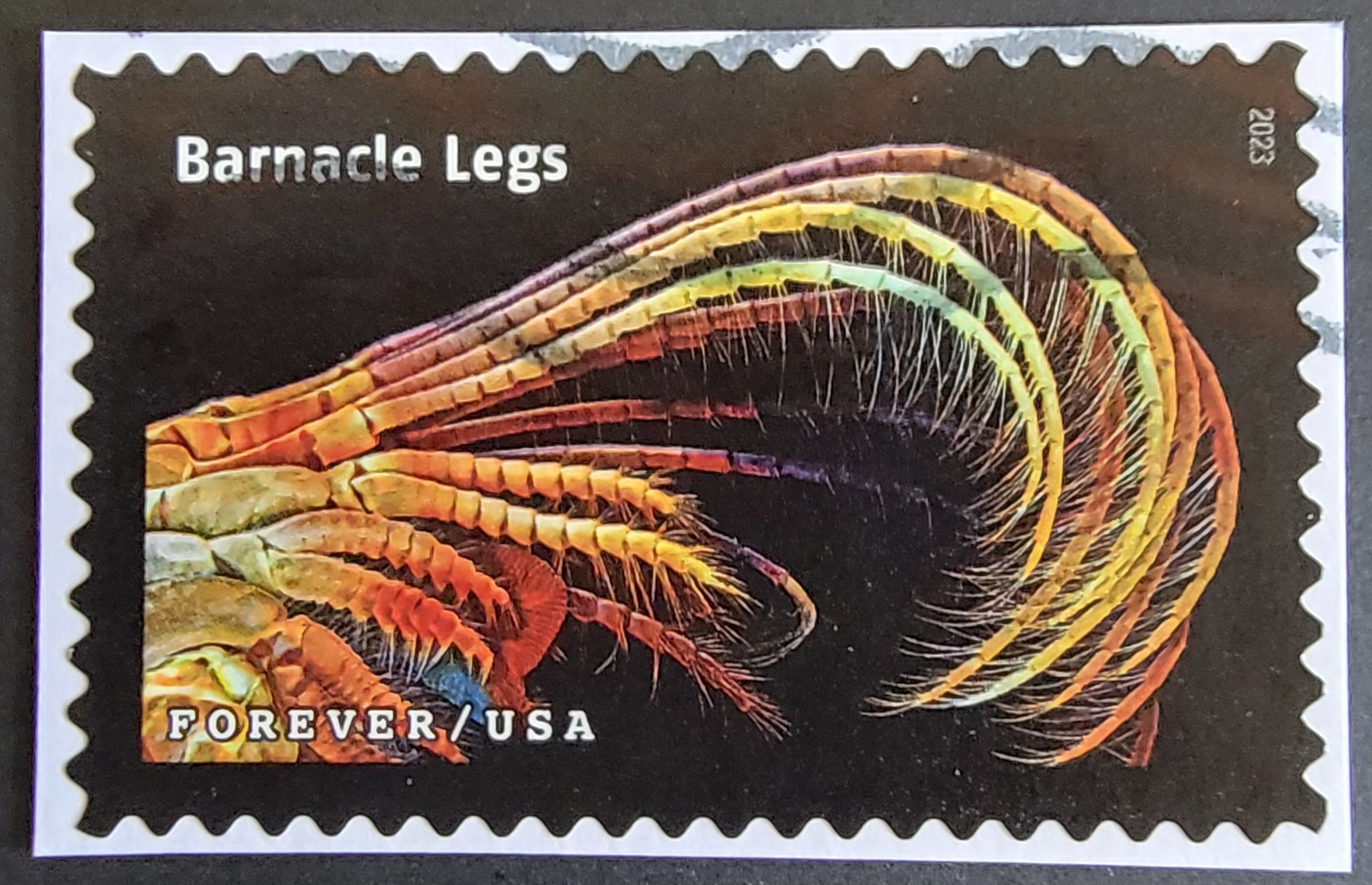 US 5802r (2023 Life Magnified - Barnacle Legs) | United States, General ...