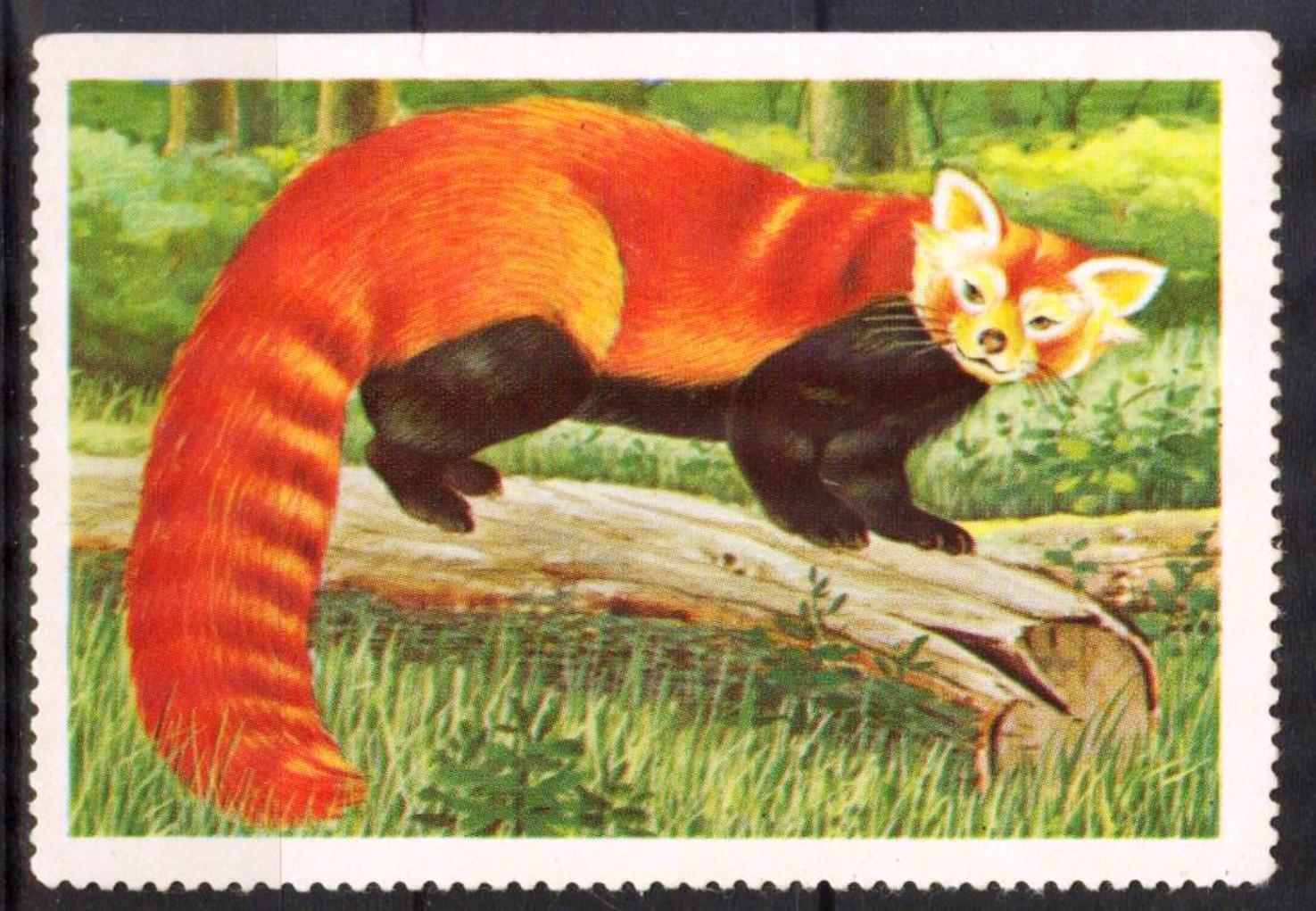 Hungary 1960's Red Panda Offset Press Poster Cinderella 2 scans Little ...