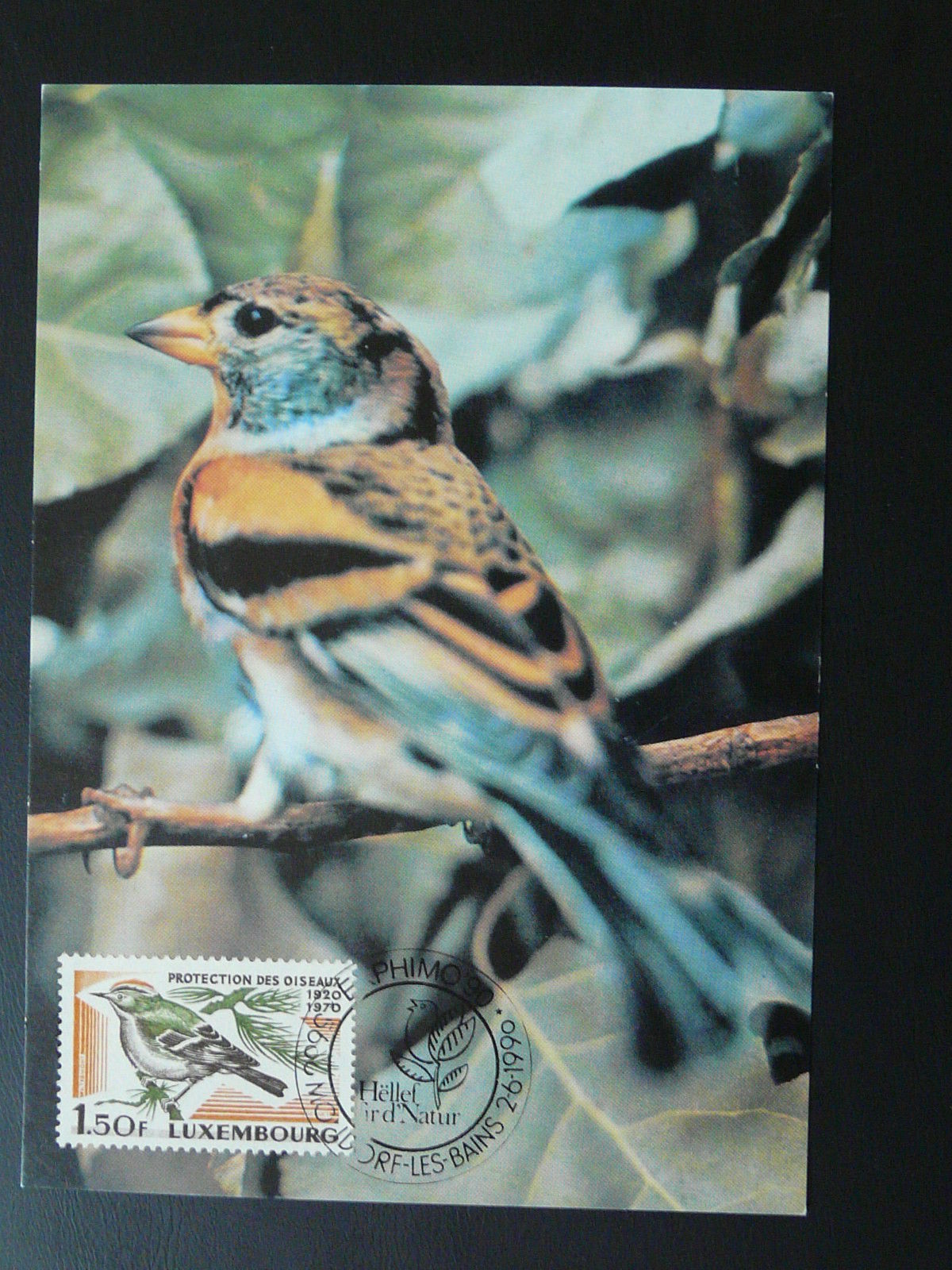 bird brambling maximum card Luxembourg 1990 | Europe - Luxembourg ...