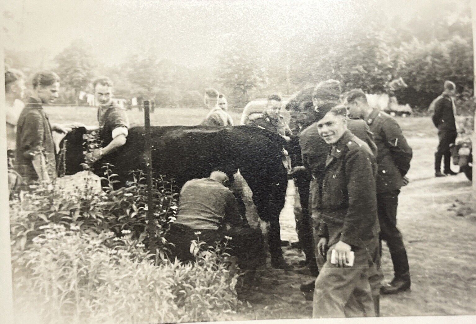 WW2 WWII Original German Military wartime Photo Soldiers Milking Cow ...