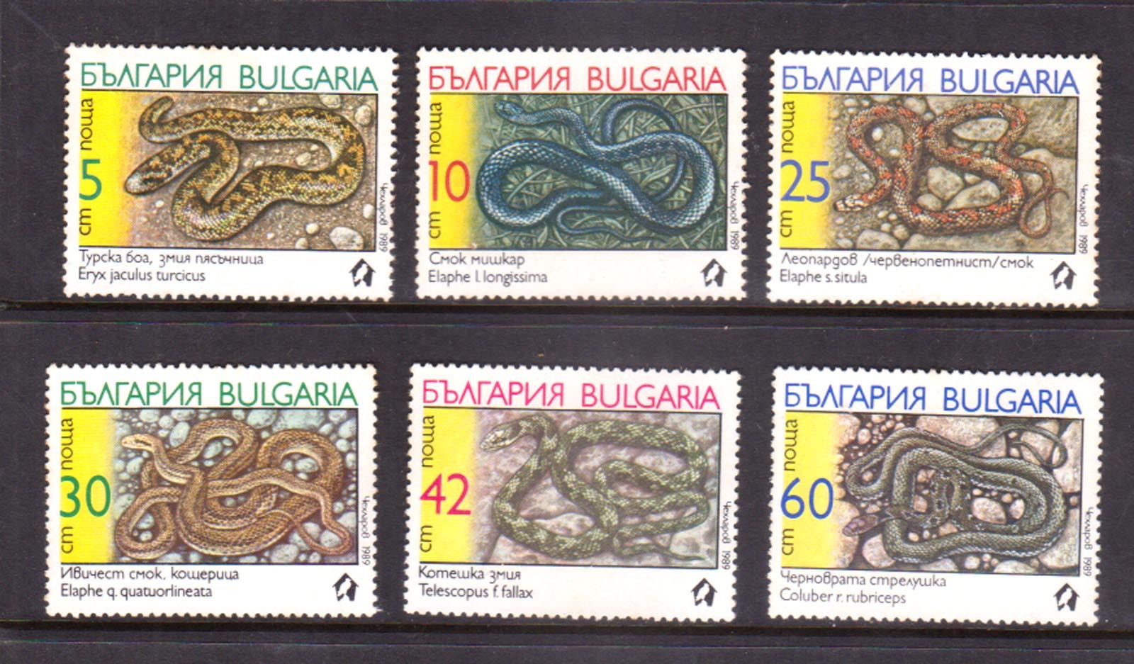 Bulgaria - 1989 Snakes - Reptiles - 6v - Mint NH | Europe - Bulgaria ...