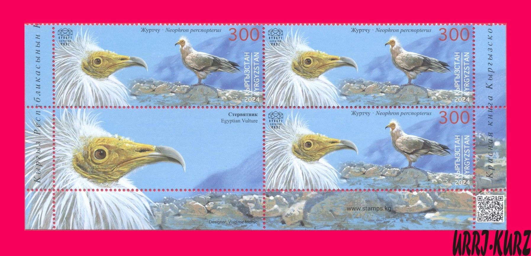KYRGYZSTAN 2024-2025 Nature Fauna Predatory Bird Prey Egypt Vulture Red ...