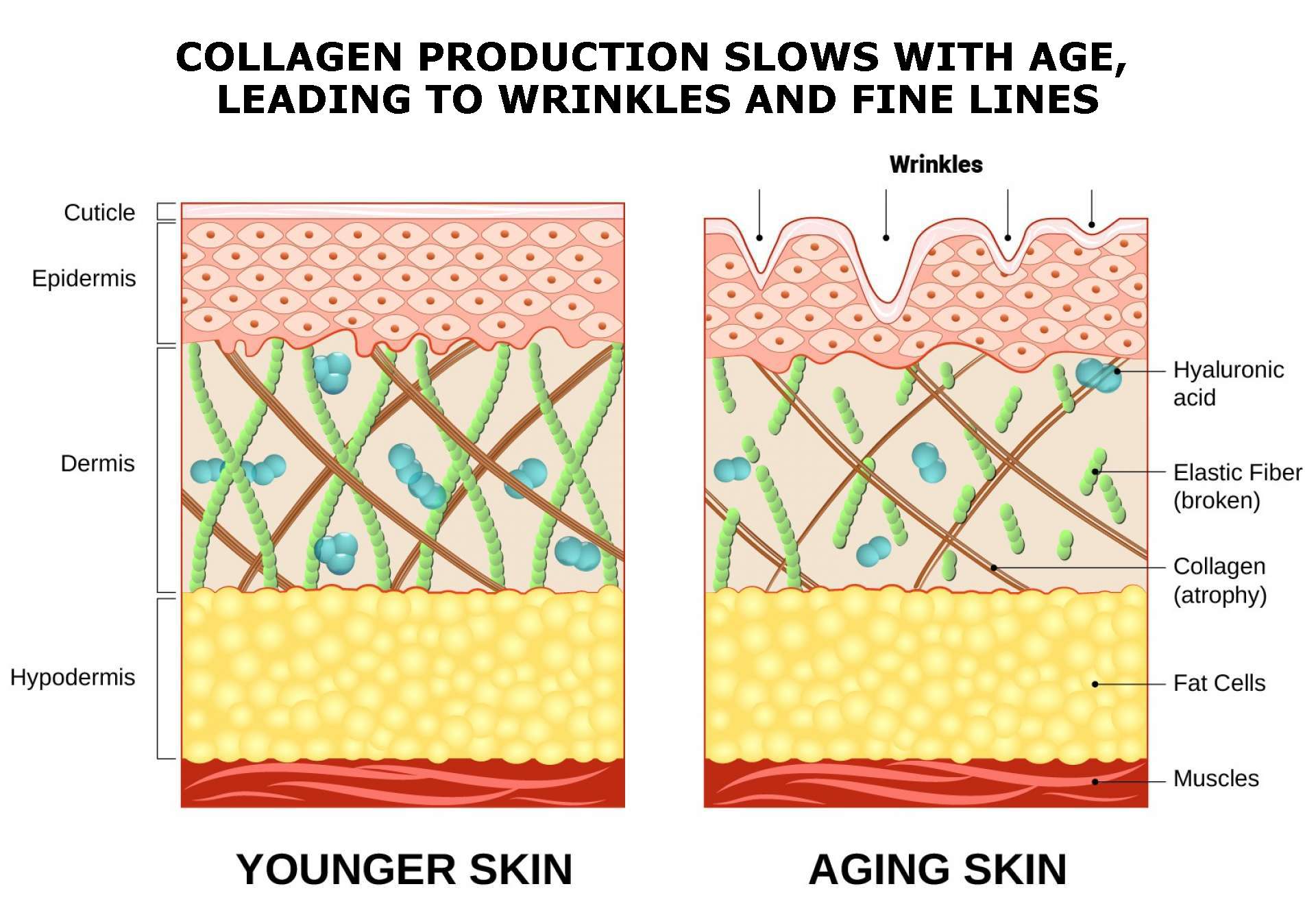 The Best Collagen Supplements For Healthier Skin, Hair, & Joints ...