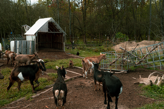Moon Farm