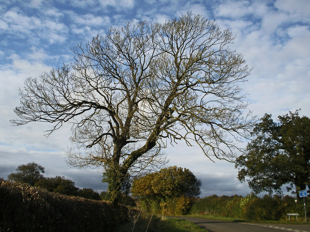 Ash Tree Alternatives | Hoopla