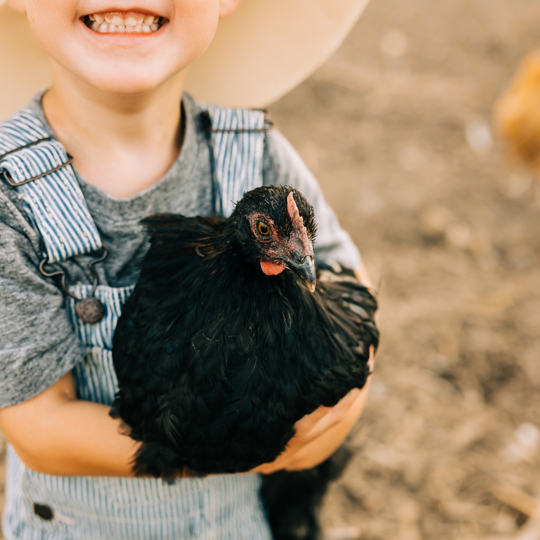 Get Started with Chickens | Hoopla