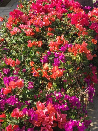 Mercy Auxiliary Spring Bazaar | Hoopla