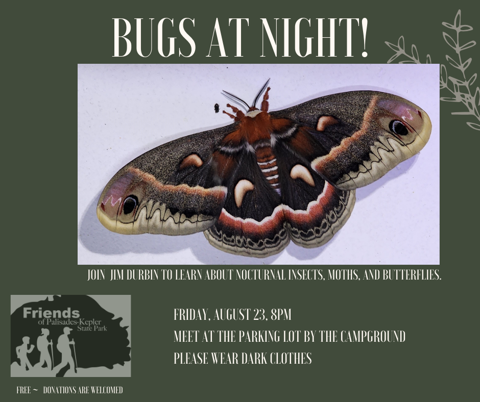 Bugs at Night | Hoopla
