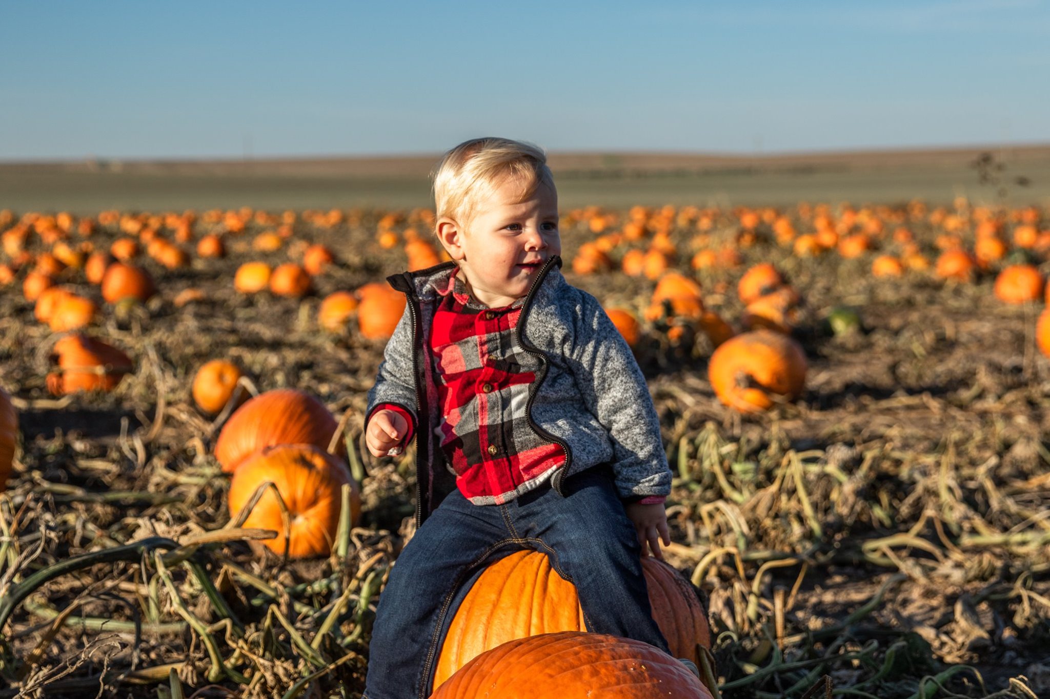 Iowa Fall Festival | Hoopla