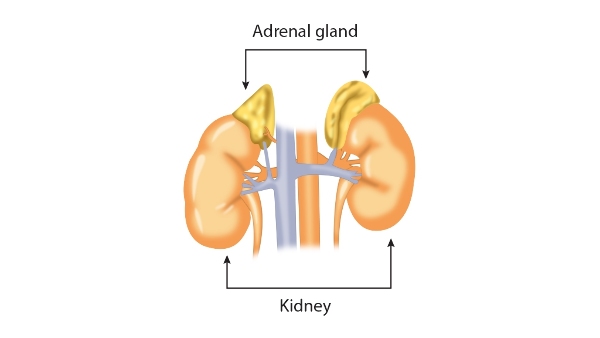 Open Adrenalectomy