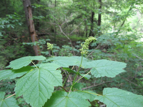 Mountain Maple | Native Plant Hub