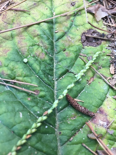 Field Paspalum | Search | Native Plant Hub