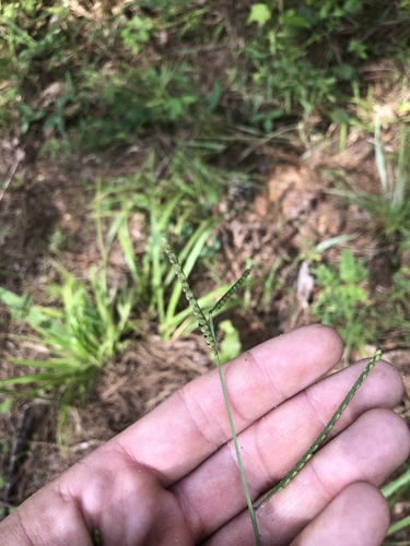 Field Paspalum | Search | Native Plant Hub