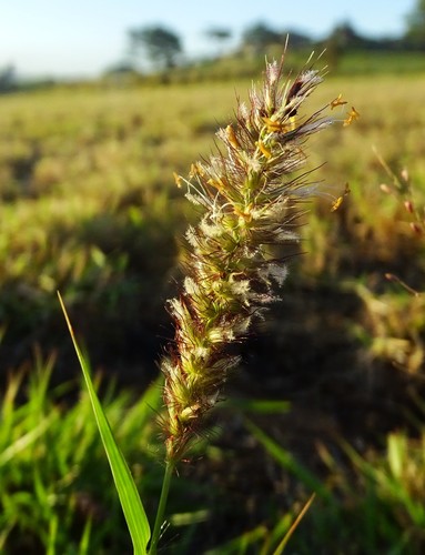 Buffelgrass | Search | Native Plant Hub