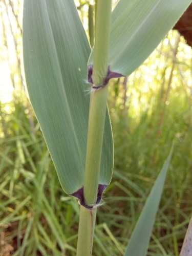 Common Reed | Search | Native Plant Hub