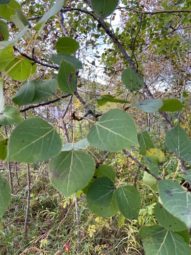 Quaking Aspen | Search | Native Plant Hub