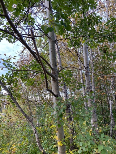 Quaking Aspen | Search | Native Plant Hub