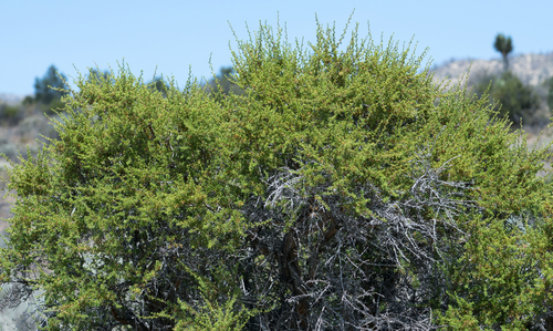 Antelope Bitterbrush | Search | Native Plant Hub