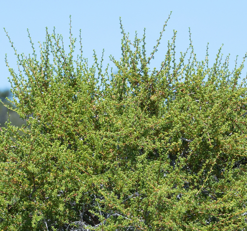 Antelope Bitterbrush | Search | Native Plant Hub
