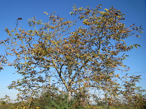 English Walnut | Search | Native Plant Hub