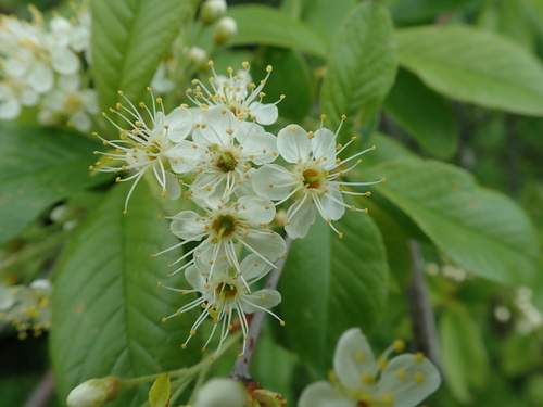 Bitter Cherry | Search | Native Plant Hub