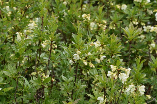 Cascade Azalea | Search | Native Plant Hub