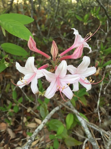 Dwarf Azalea | Native Plants Hub