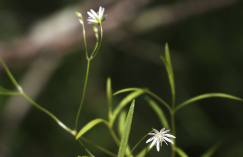 Longleaf Starwort | Search | Native Plant Hub