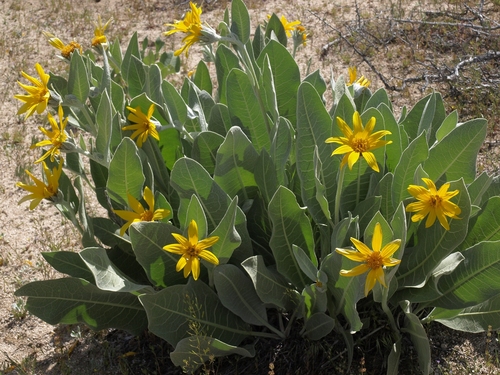 Woolly Mule Ears | Native Plants Hub