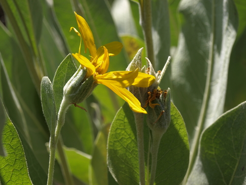 Woolly Mule Ears | Native Plants Hub