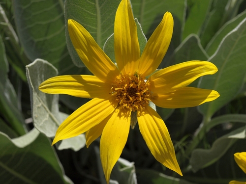 Woolly Mule Ears | Native Plants Hub
