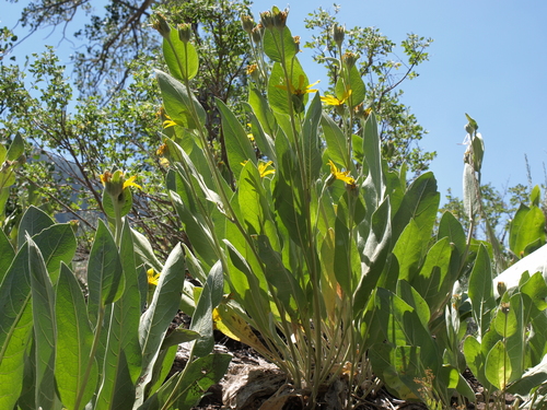 Woolly Mule Ears | Native Plants Hub