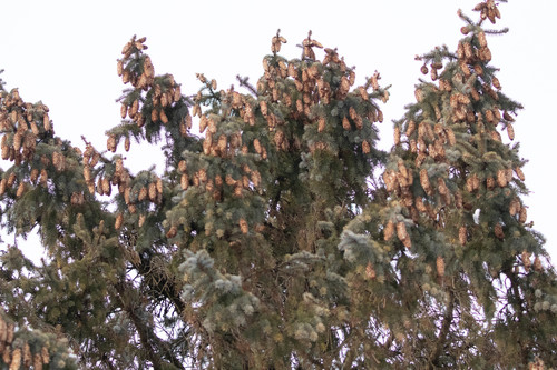Blue Spruce | Search | Native Plant Hub
