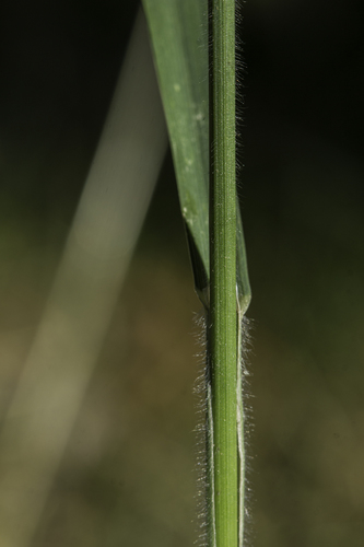 Mountain Brome | Search | Native Plant Hub