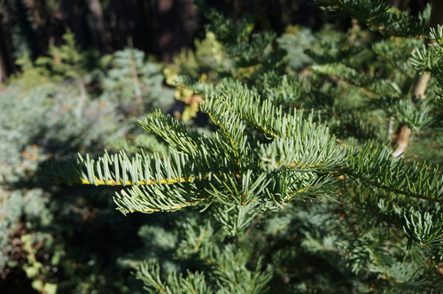 California Red Fir | Native Plants Hub