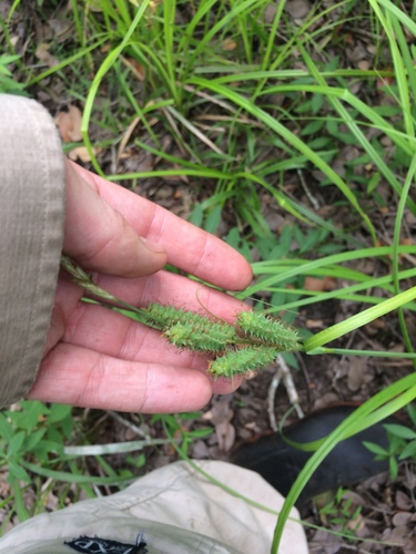 Cypress Swamp Sedge | Native Plants Hub