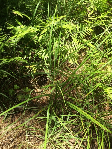 Cypress Swamp Sedge | Native Plants Hub