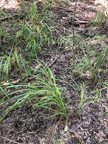 Cypress Swamp Sedge | Native Plants Hub