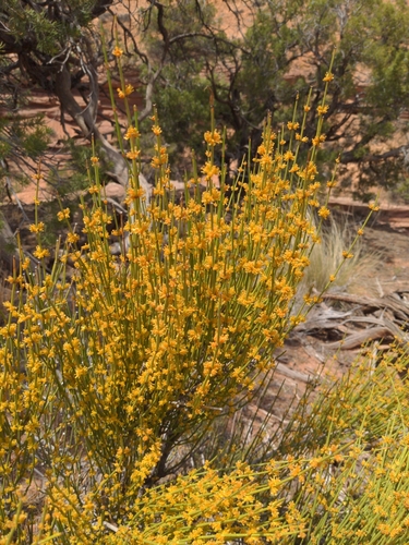 Mormon Tea | Search | Native Plant Hub