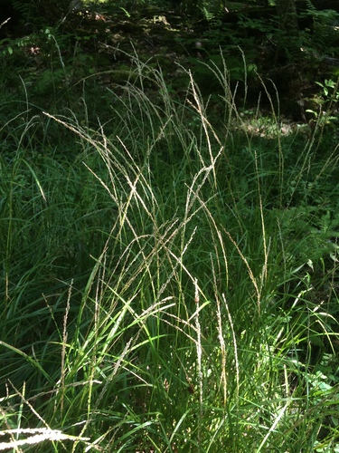 Melic Mannagrass | Search | Native Plant Hub